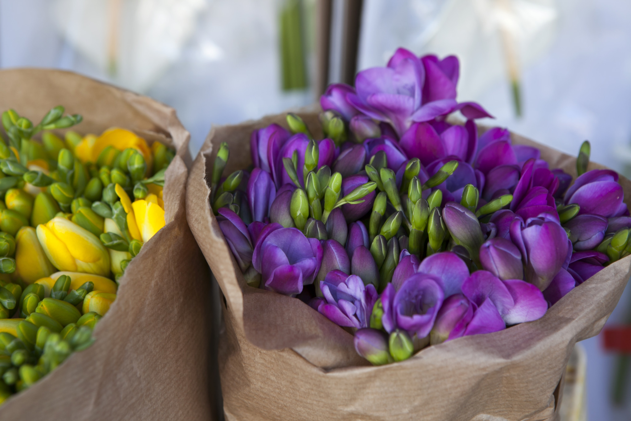 Freesia - FloraLife