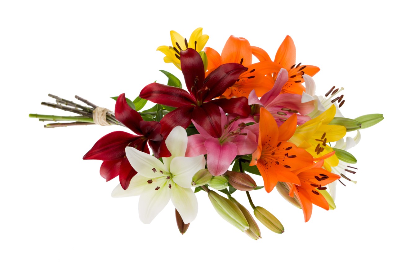 Flowers Archive - Page 2 of 3 - FloraLife