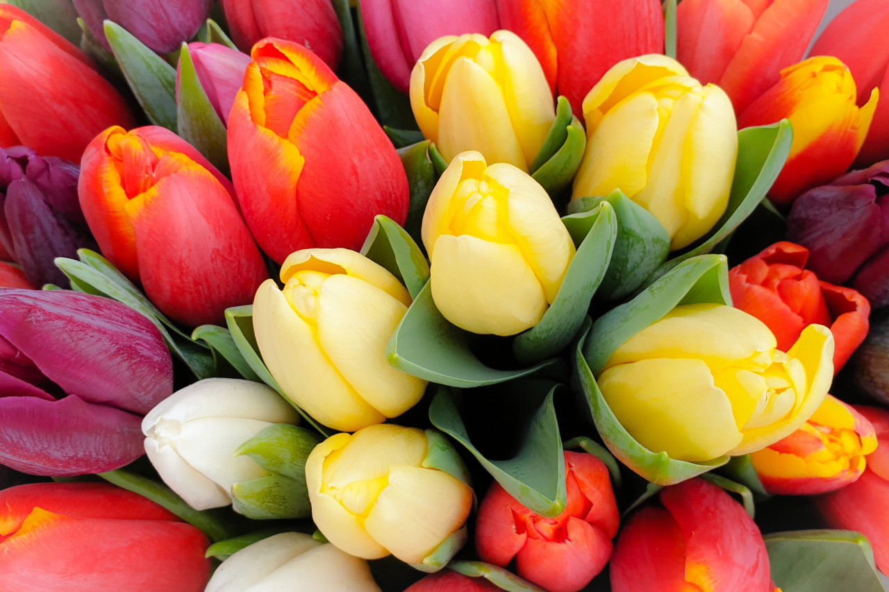 flowers-archive-page-4-of-4-floralife