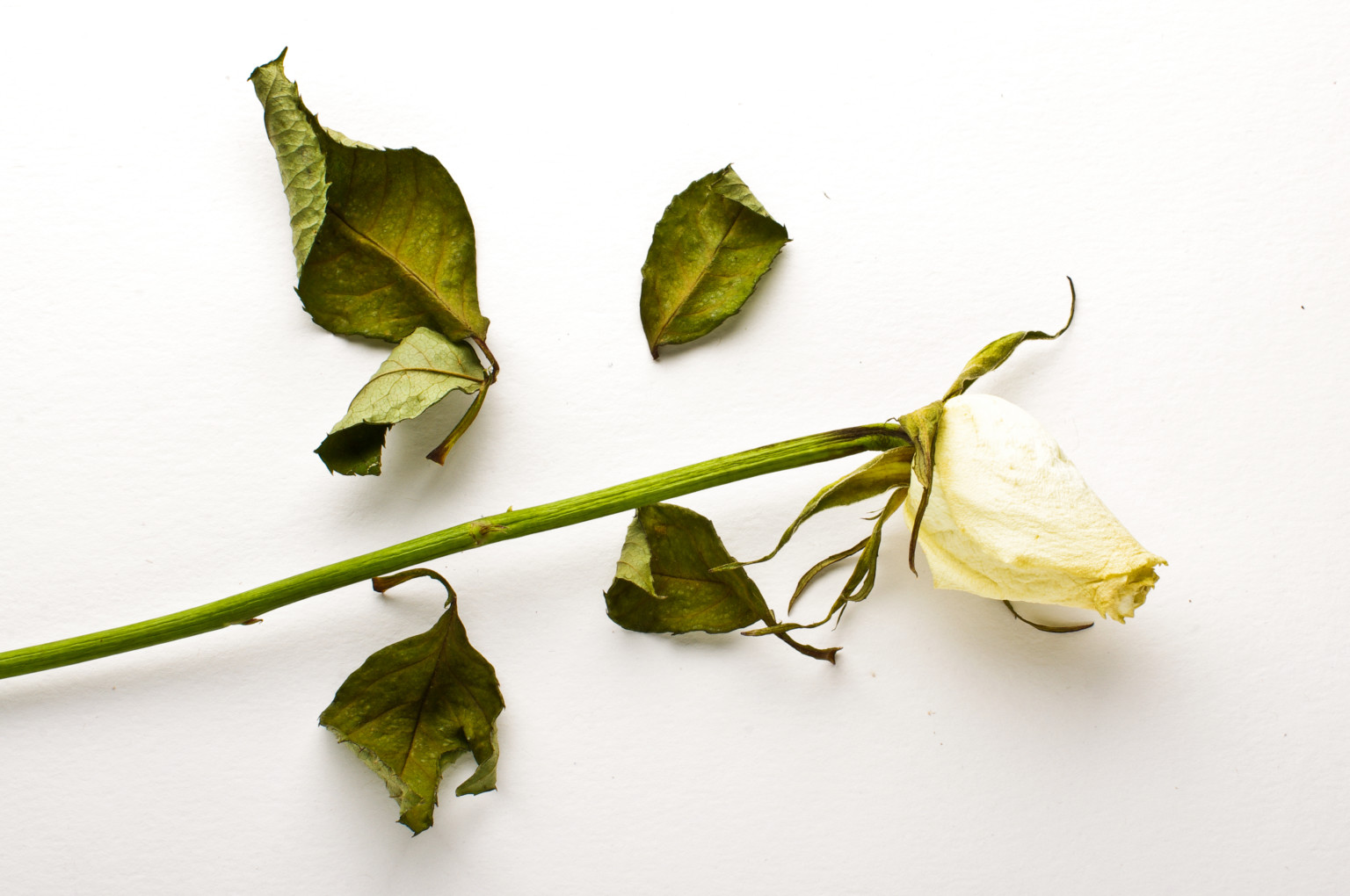 Flower Ailments And Injuries Causes And Prevention FloraLife