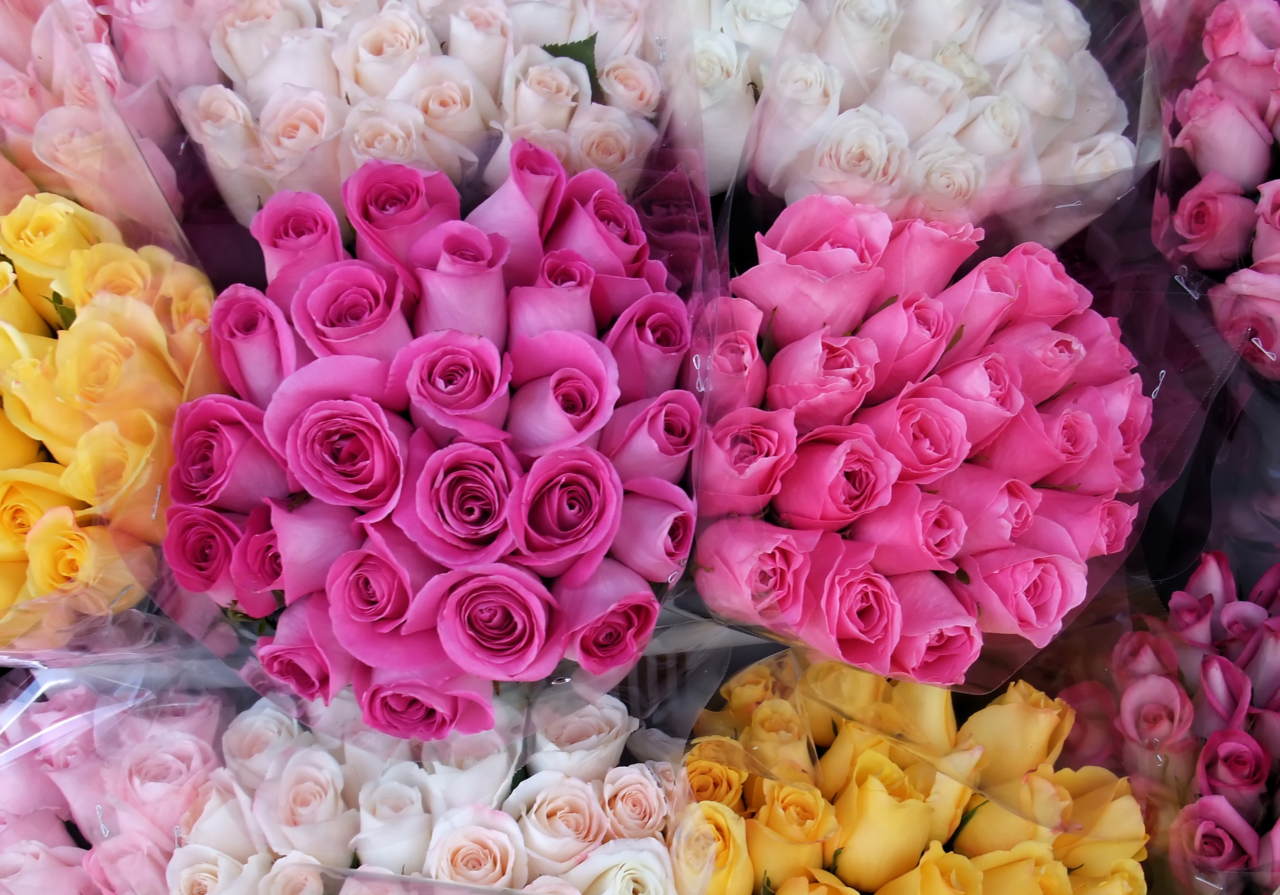 A Rose is Not A Rose… - FloraLife