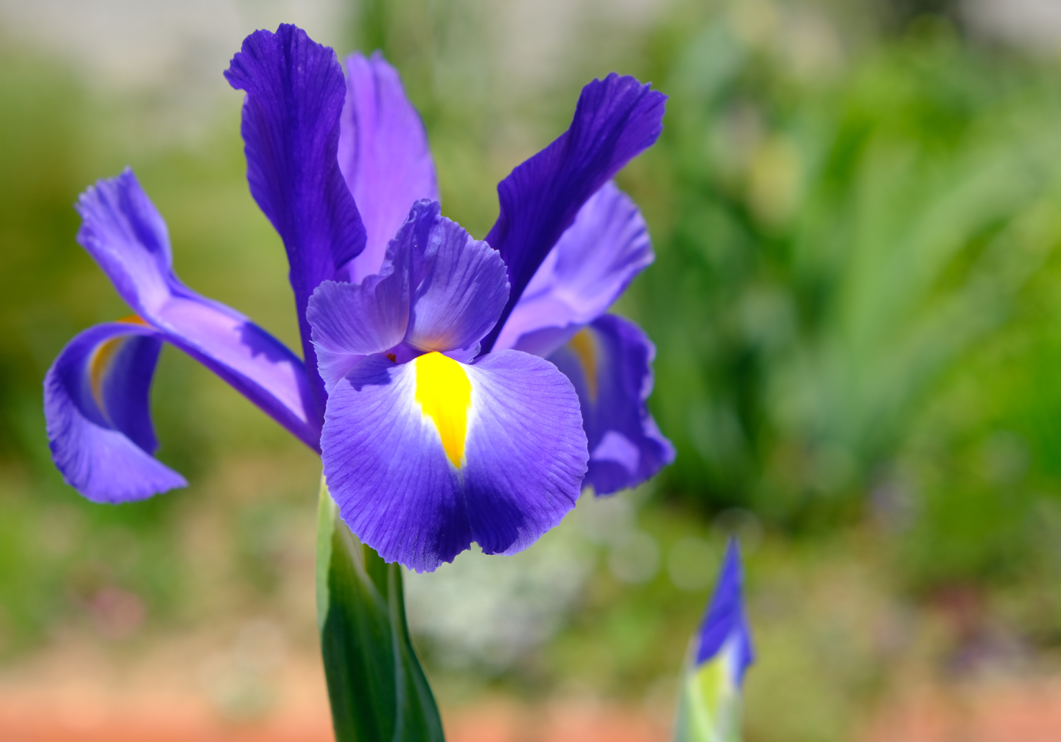 Iris Troubleshooting Floralife