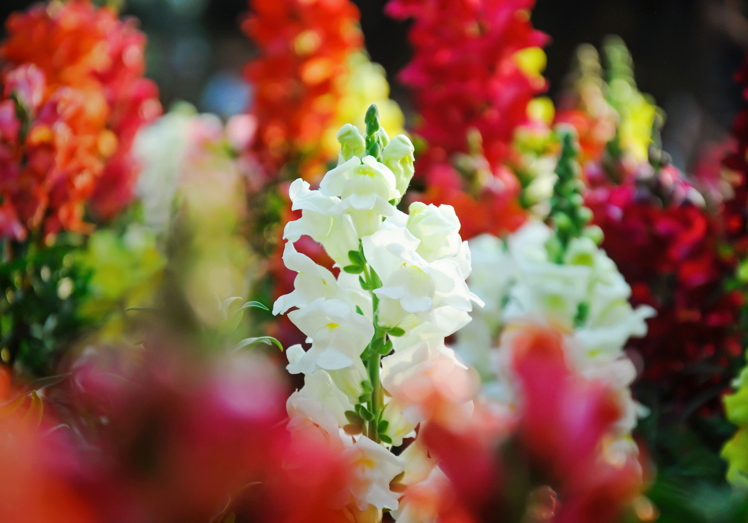 Snapdragon: Troubleshooting - FloraLife